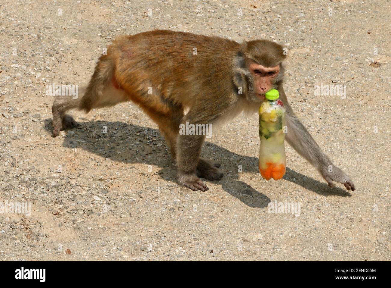 A monkey enjoys iced fruits and vegetables to cool off on a scorcher at ...
