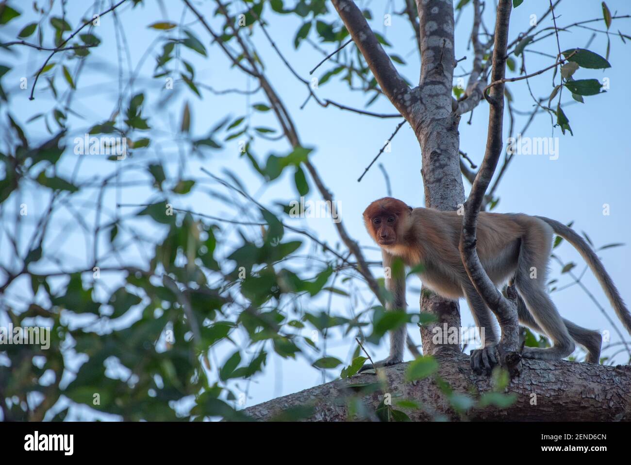 Male Proboscis monkey (Nasalis larvatus) - long-nosed monkey (dutch ...