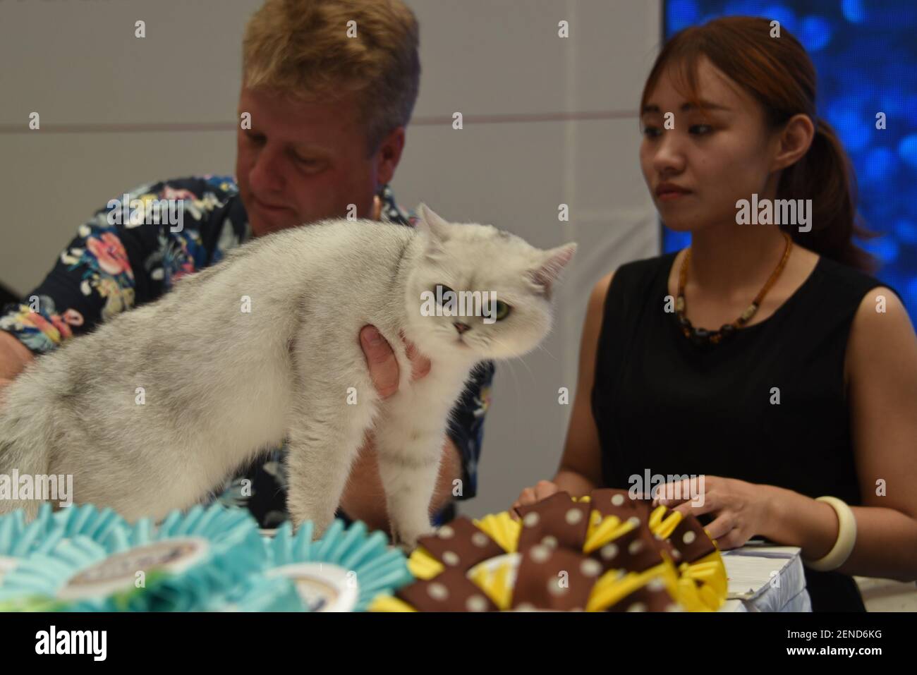 Henanï¼ŒCHINA-A world-class cat contest was held in Kaifeng, Henan ...