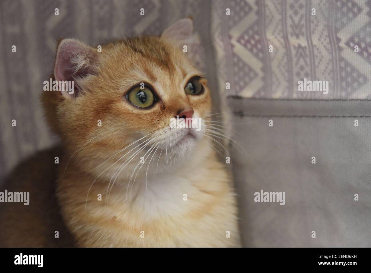 Henanï¼ŒCHINA-A world-class cat contest was held in Kaifeng, Henan ...