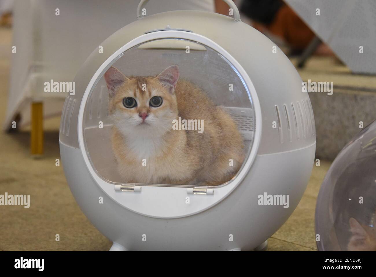 Henanï¼ŒCHINA-A world-class cat contest was held in Kaifeng, Henan ...