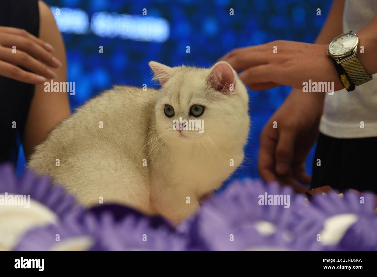 Henanï¼ŒCHINA-A world-class cat contest was held in Kaifeng, Henan ...
