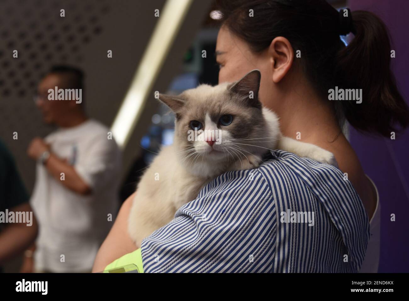 Henanï¼ŒCHINA-A world-class cat contest was held in Kaifeng, Henan ...