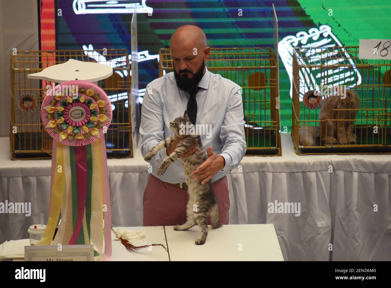 Henanï¼ŒCHINA-A world-class cat contest was held in Kaifeng, Henan ...