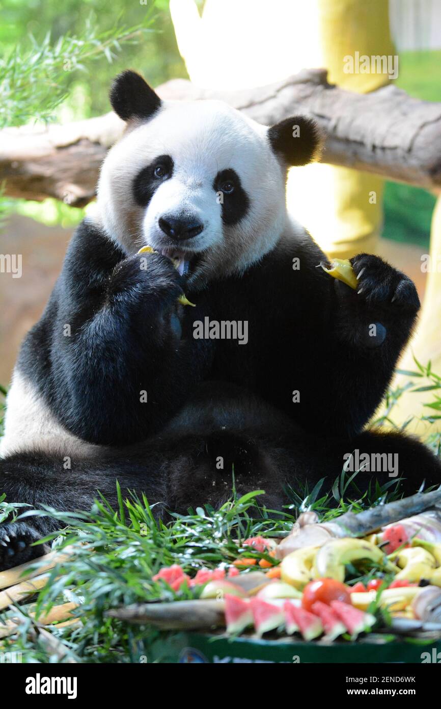 One of the world's only surviving giant panda triplets Ku Ku, enjoys a ...