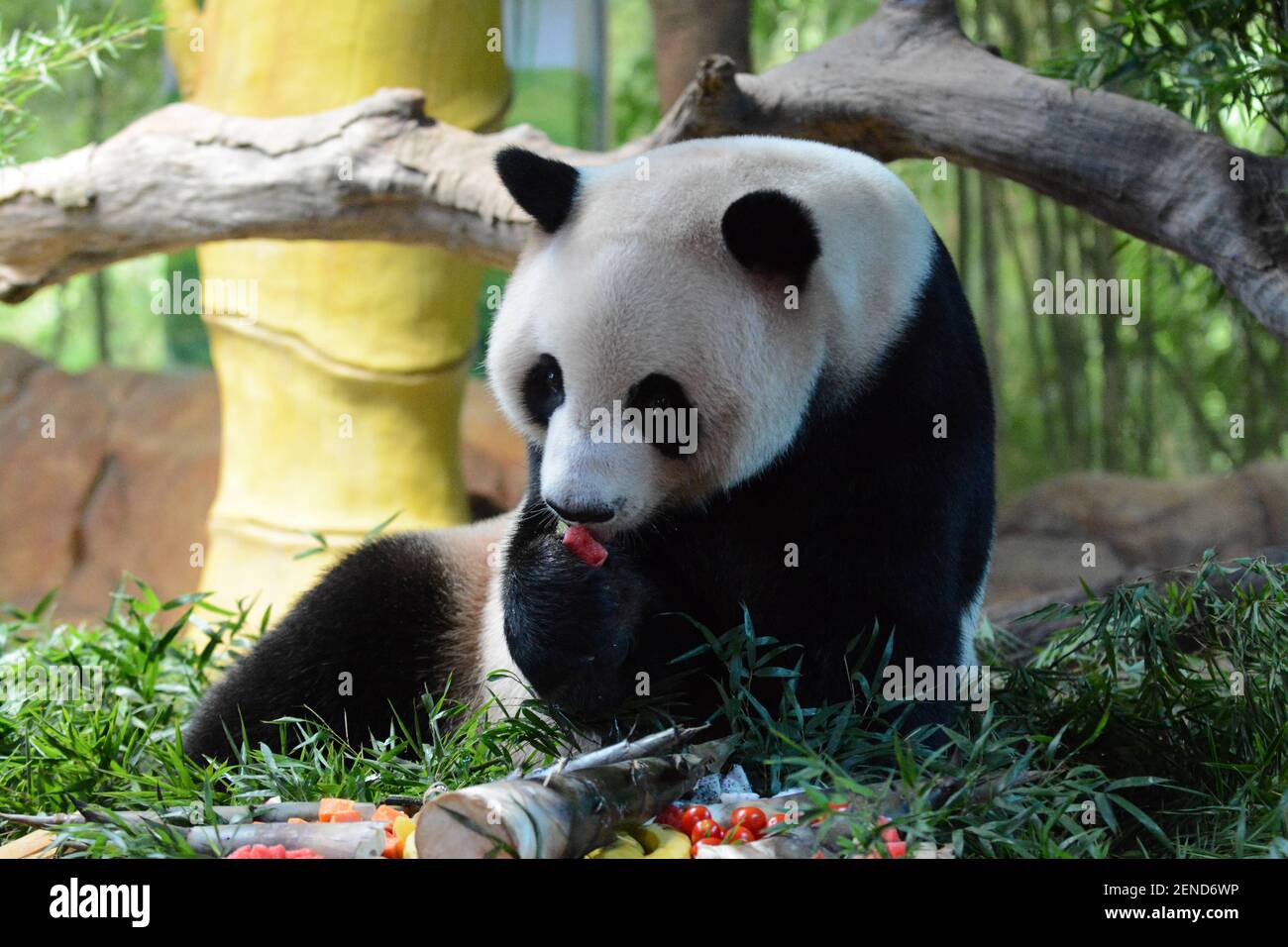 One of the world's only surviving giant panda triplets Ku Ku, enjoys a ...