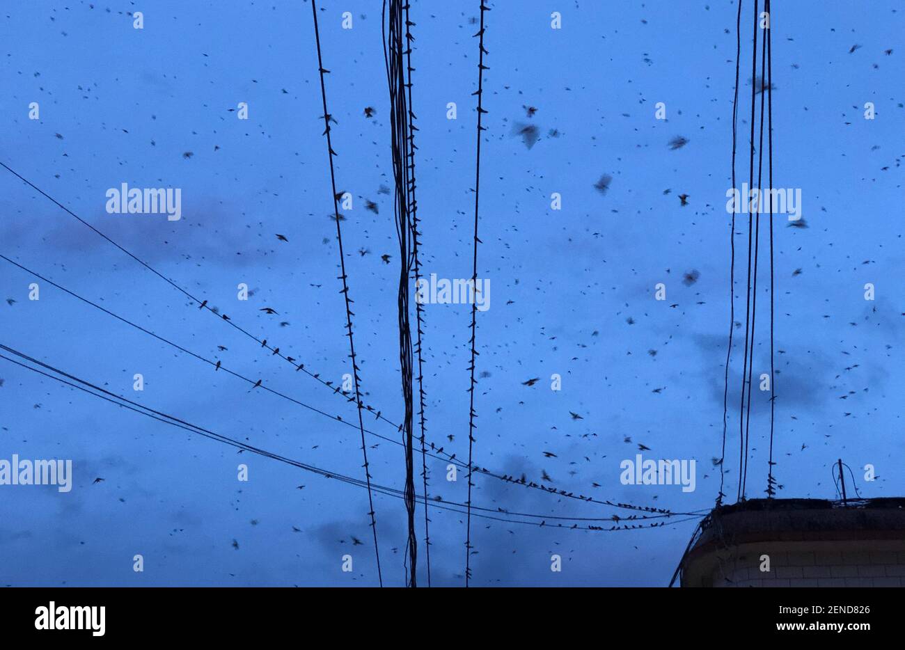Thousands of migratory swallows are pictured on the electrical wires in ...