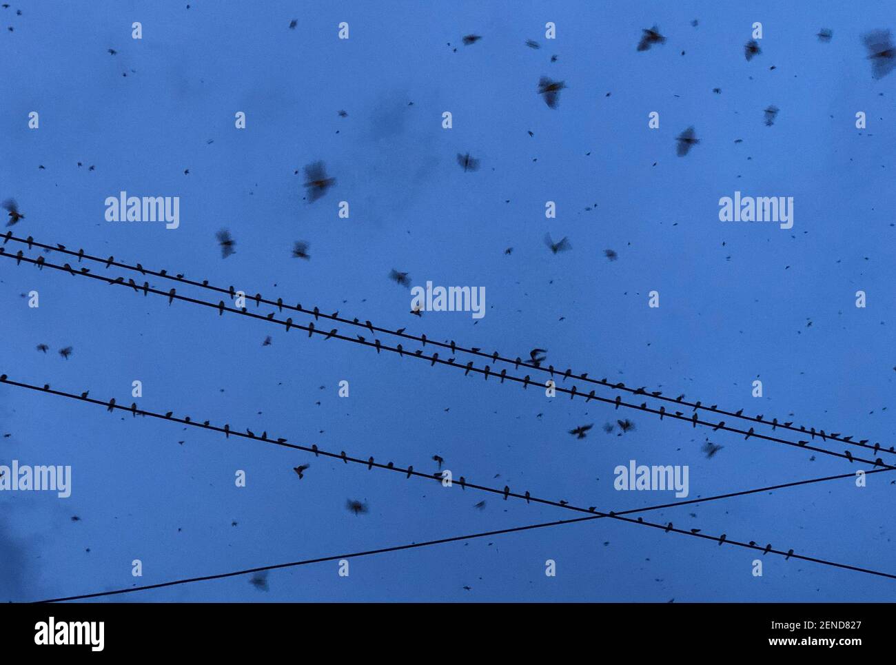 Thousands of migratory swallows are pictured on the electrical wires in ...