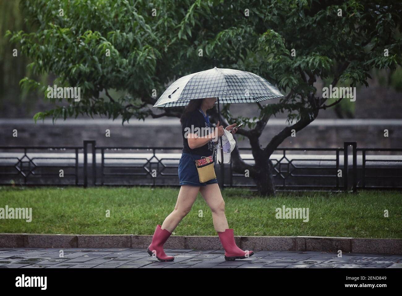 A commuter shielding herself with an umbralla walks on a road in heavy rainstorm during rush ...