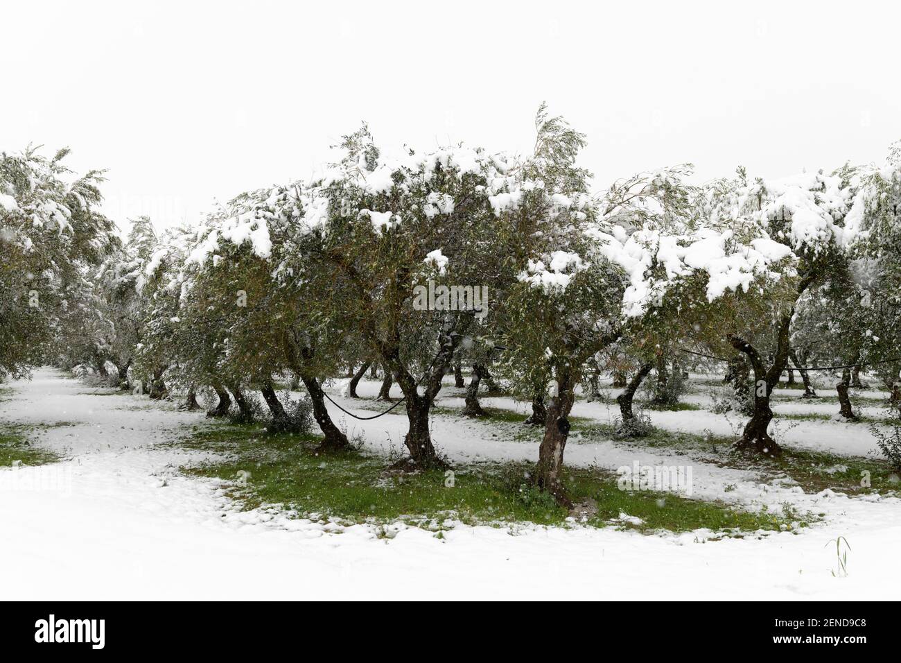 Beautiful Olive trees in an olive grove in the snow Stock Photo - Alamy