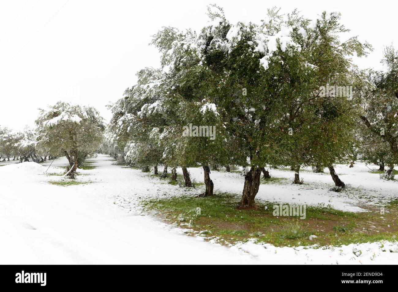 Olive tree in snow hi-res stock photography and images - Alamy