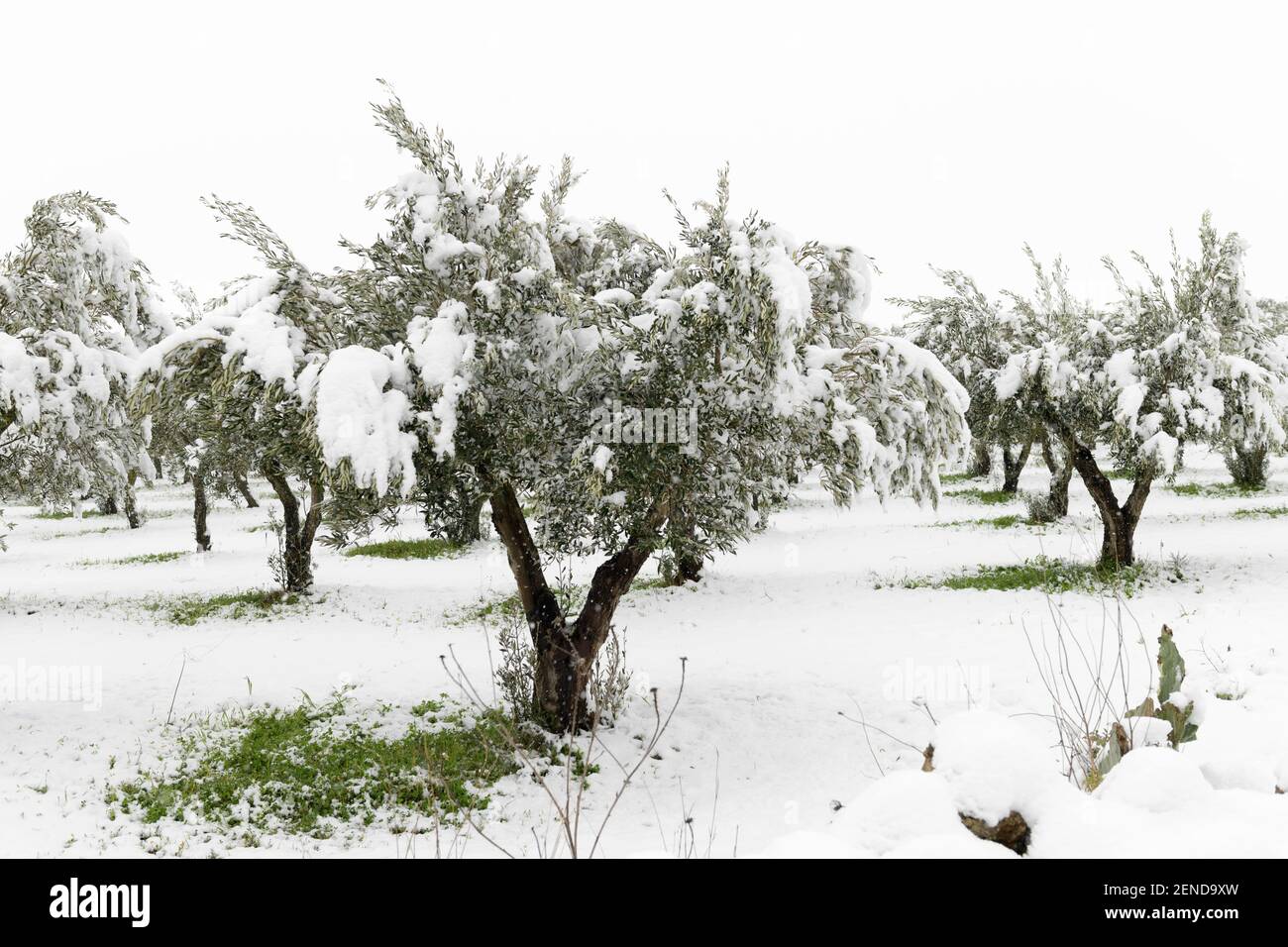Beautiful Olive trees in an olive grove in the snow Stock Photo - Alamy