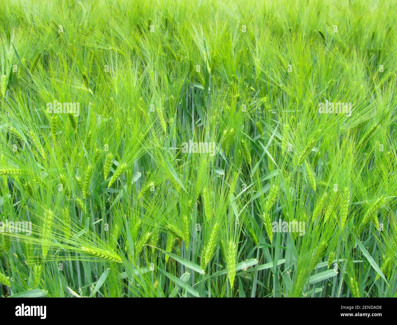Beautiful background: A typical green grainfield in spring Stock Photo ...