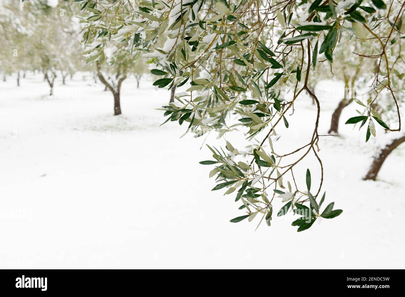 Beautiful Olive trees in an olive grove in the snow Stock Photo - Alamy