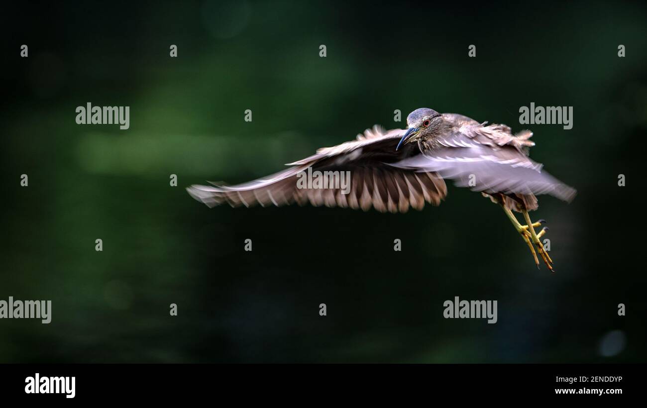 Chongqing,CHINA-August 1, 2019 - birds enjoy a cool summer in Chongqing ...