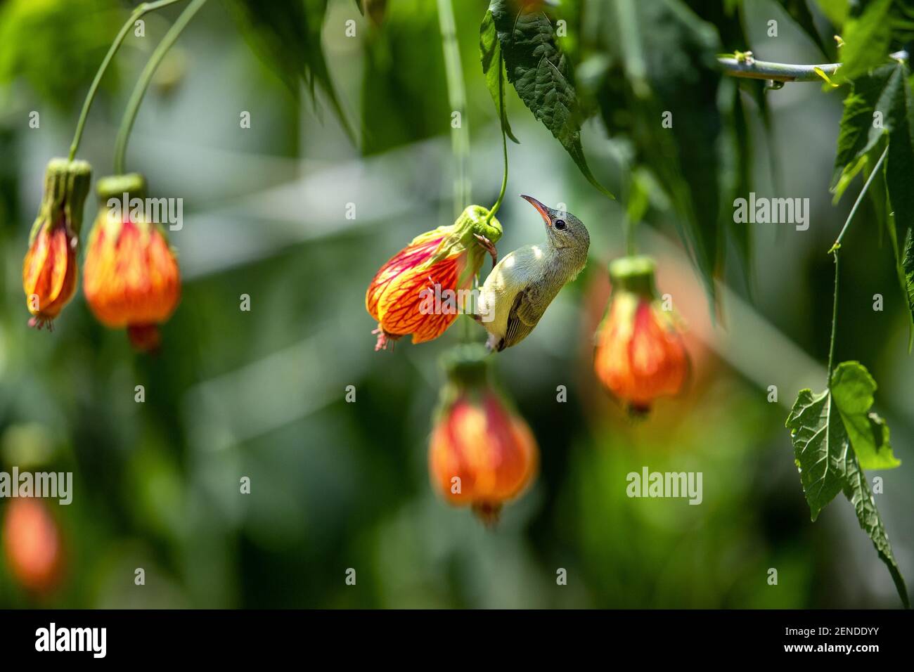 Chongqing,CHINA-August 1, 2019 - birds enjoy a cool summer in Chongqing ...