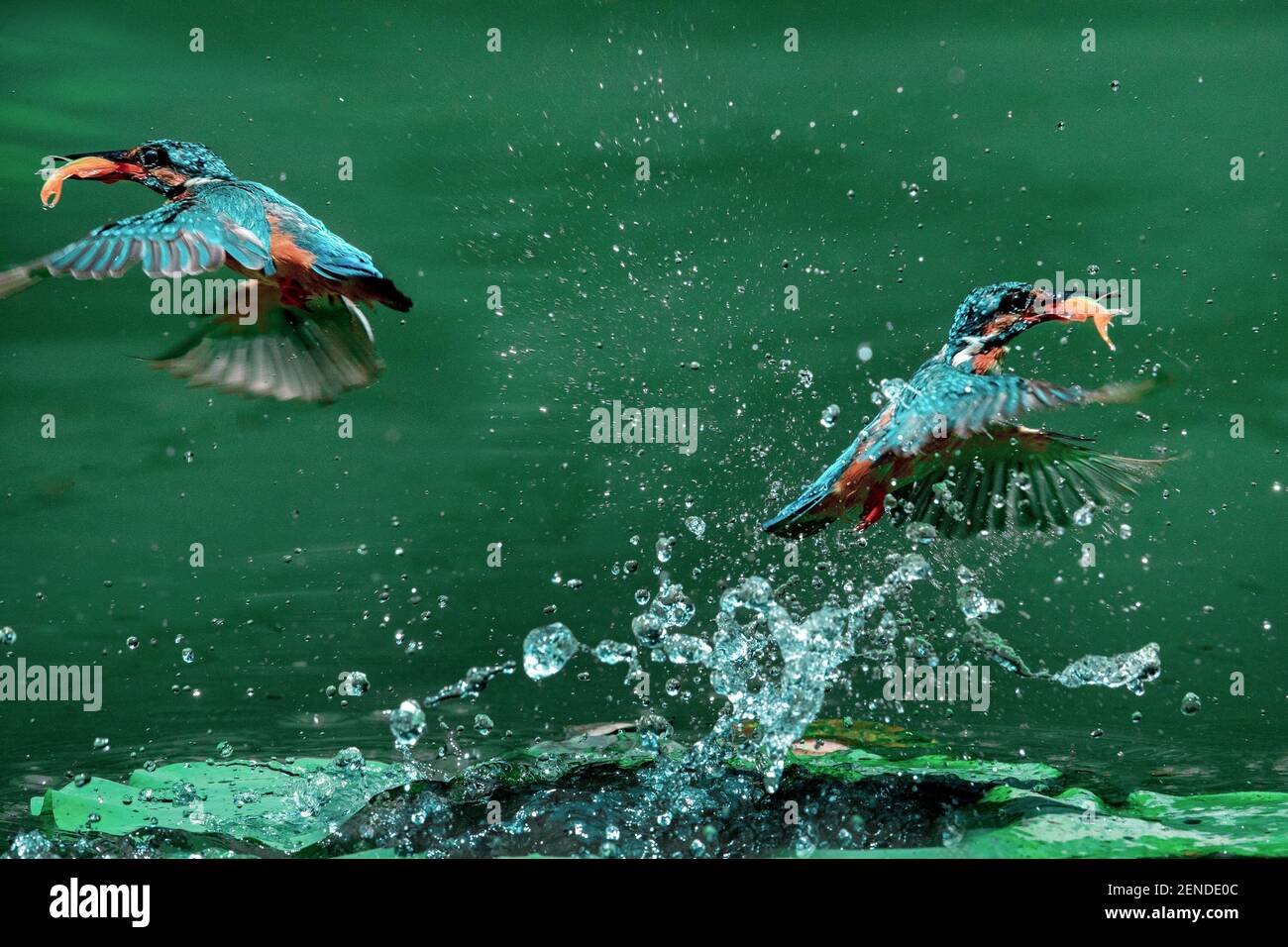 Chongqing,CHINA-August 1, 2019 - birds enjoy a cool summer in Chongqing ...