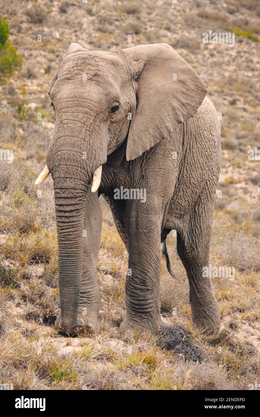 African elephant walking lonely in the Amakhala Game Reserve in south ...