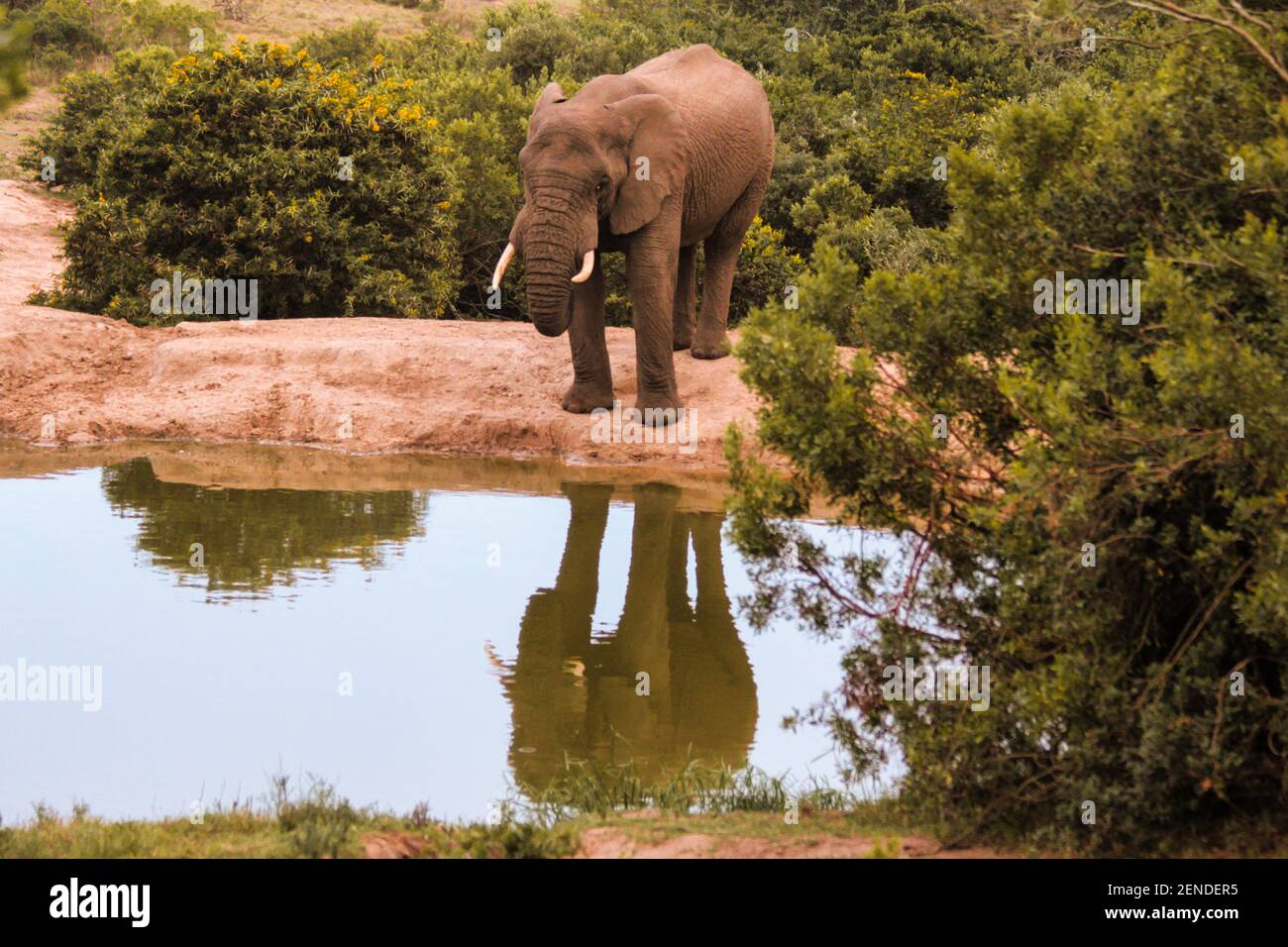 African elephant on a waterhole in the Amakhala Game Reserve in south ...