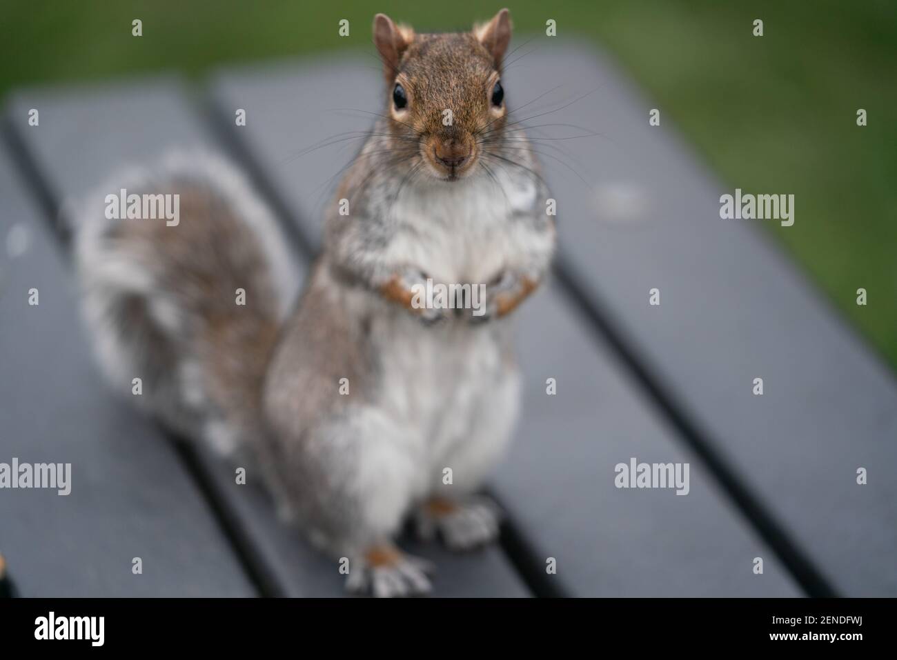 Squirrel on a park bench Stock Photo - Alamy