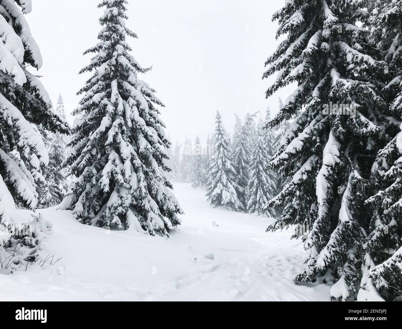 Mountain trails covered with snow through the fir tree forest, winter ...