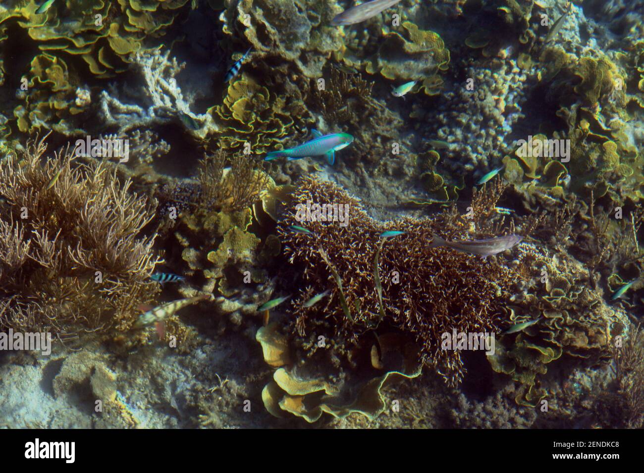 Coral reefs on the bed of coastal water photographed from a jetty in ...