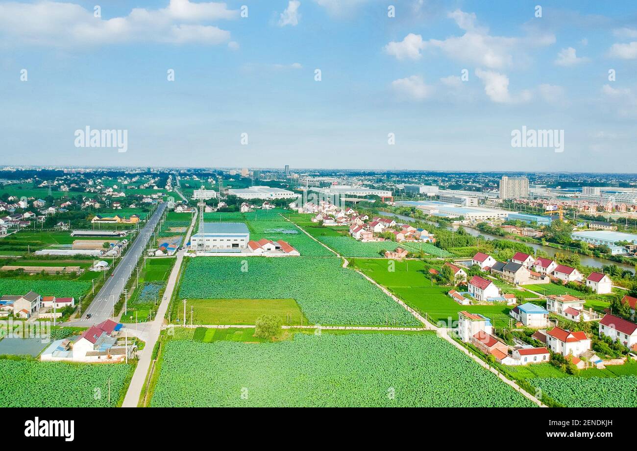 Jiangsu ,CHINA-On August 1, 2019, Lotus root planted in Xinmin ...