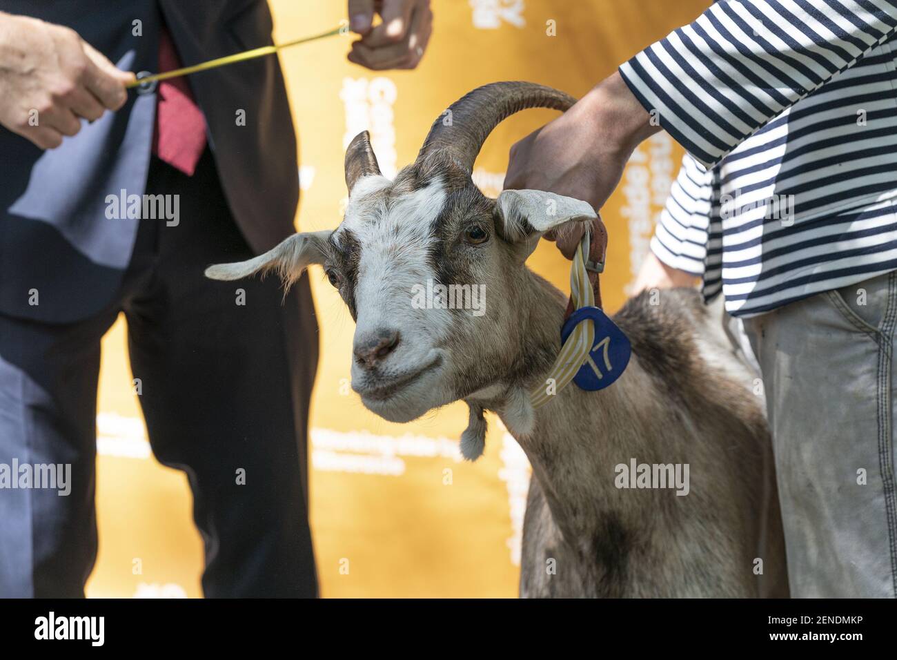 George Shea certifies goat name Buckles at Riverside Park crowns top ...