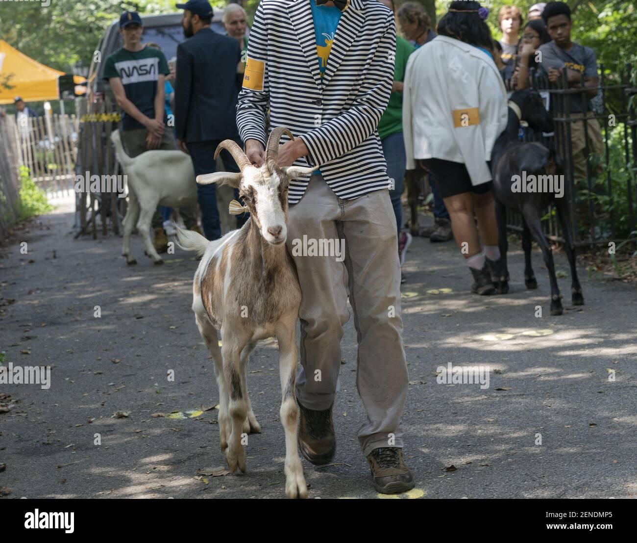 Goats arrive for ceremony at Riverside Park crowns top goat awards for ...