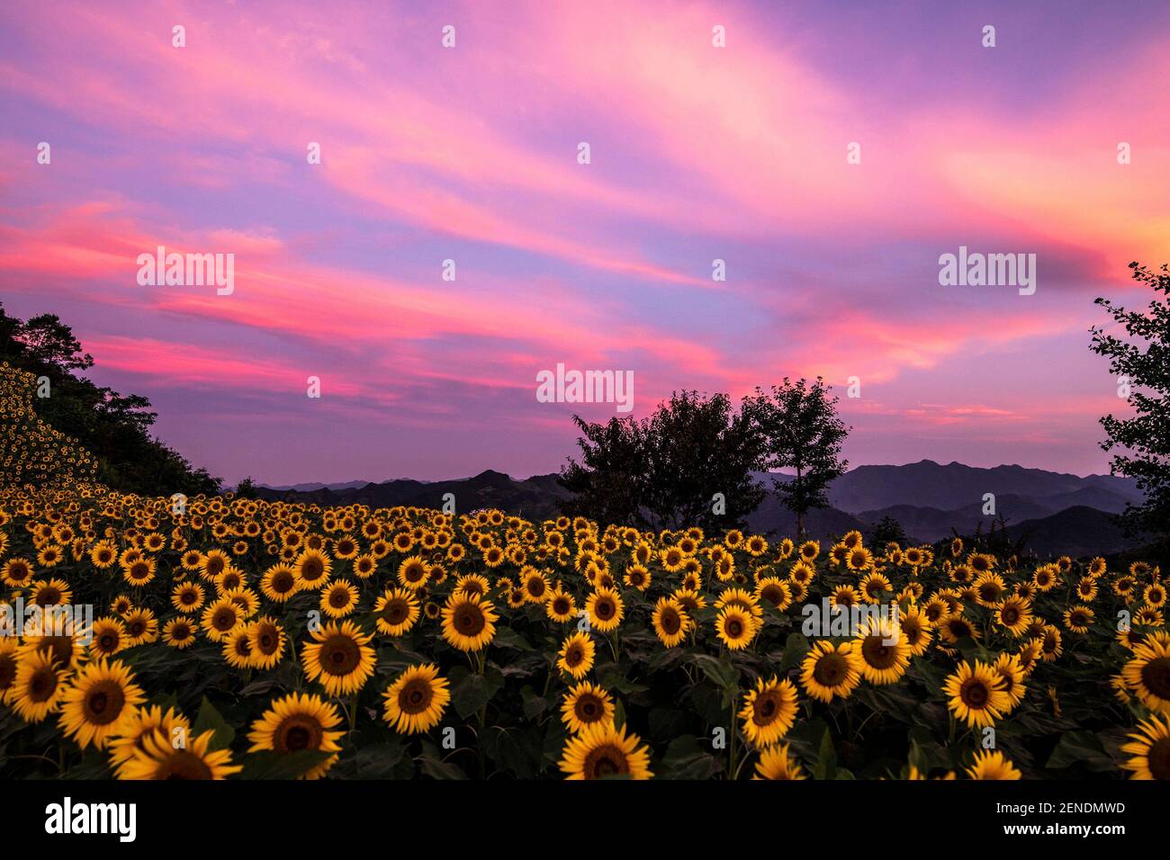 The sunflowers are in blossom in Huangshan,Anhui,China on 01th August ...