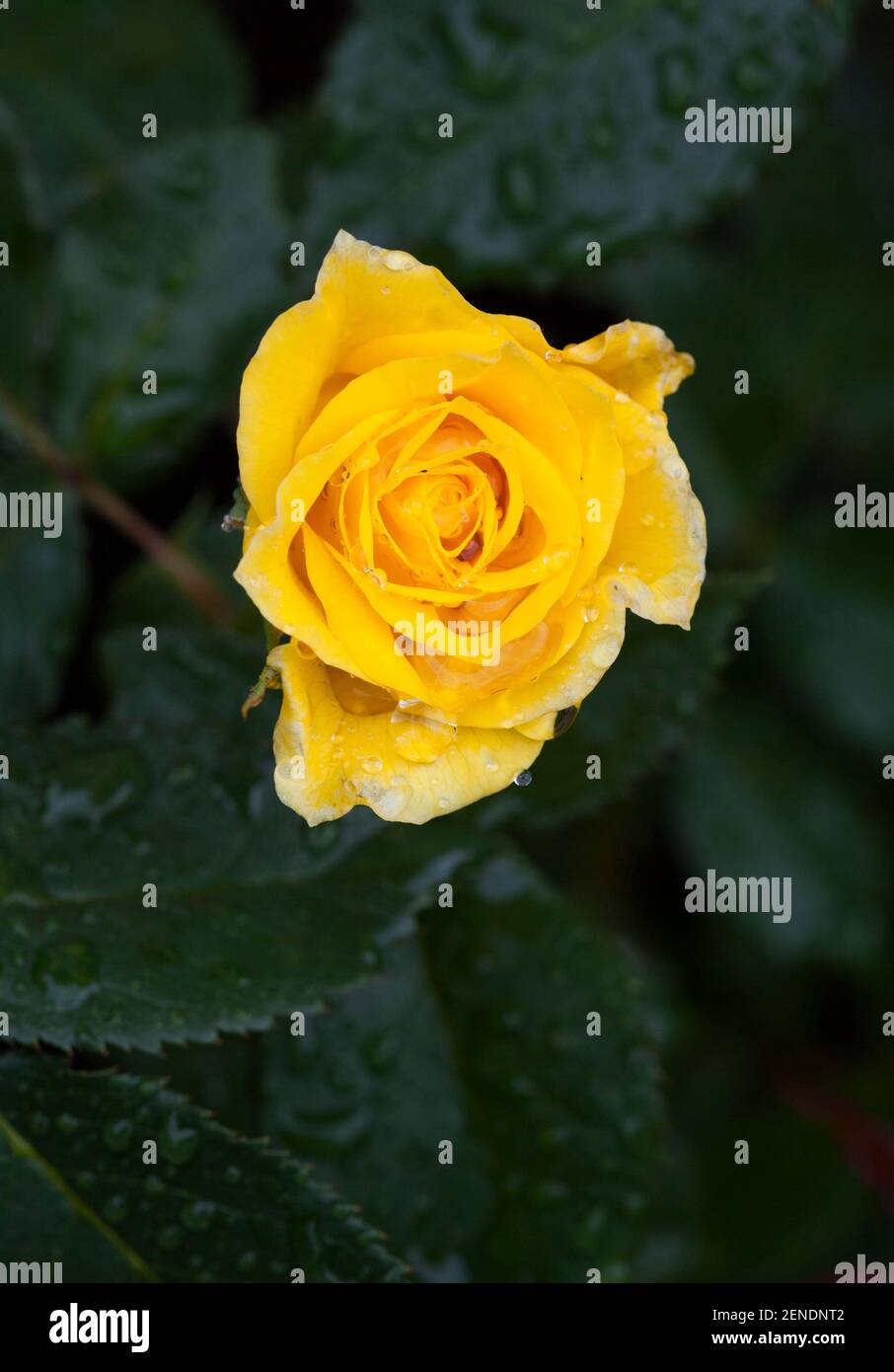 Lucia sweden hi-res stock photography and images - Alamy