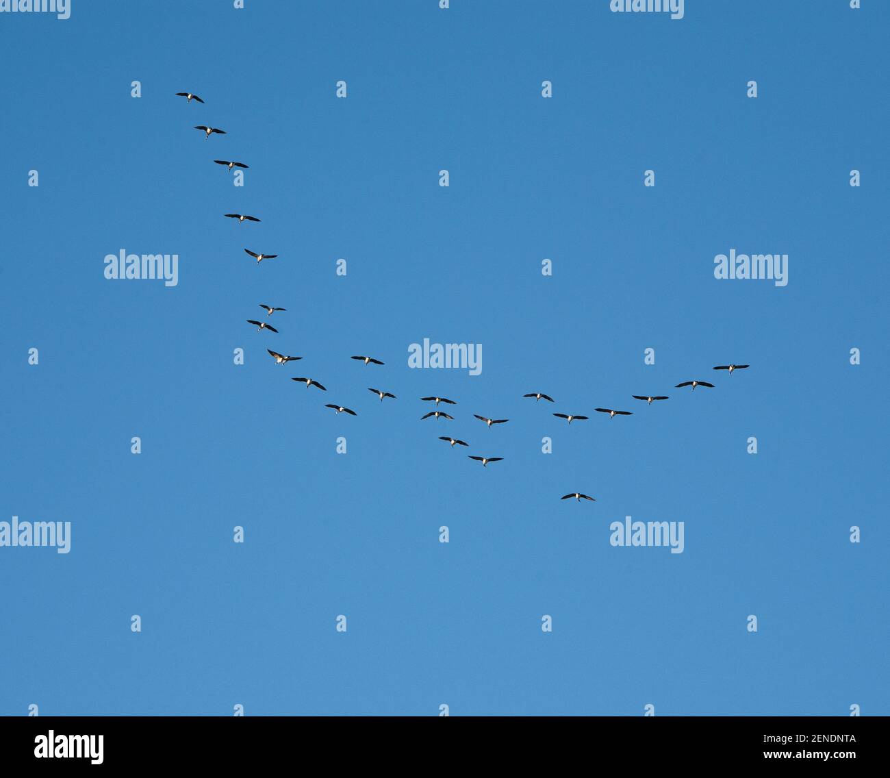Birds migration formation hi-res stock photography and images - Alamy