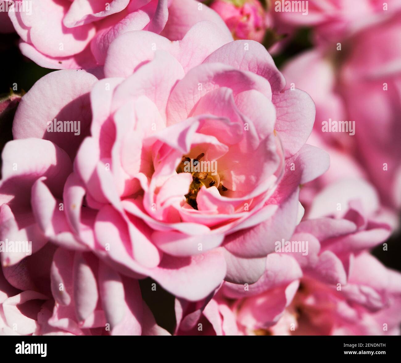 Large shrub rose hi-res stock photography and images - Alamy
