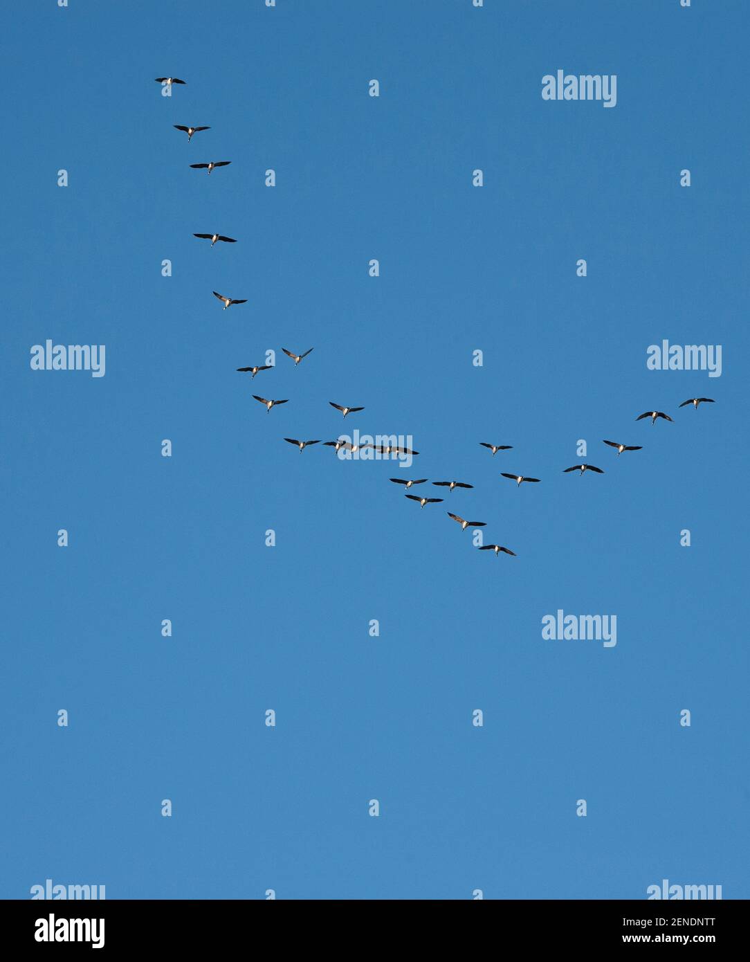 Birds migration formation hi-res stock photography and images - Alamy