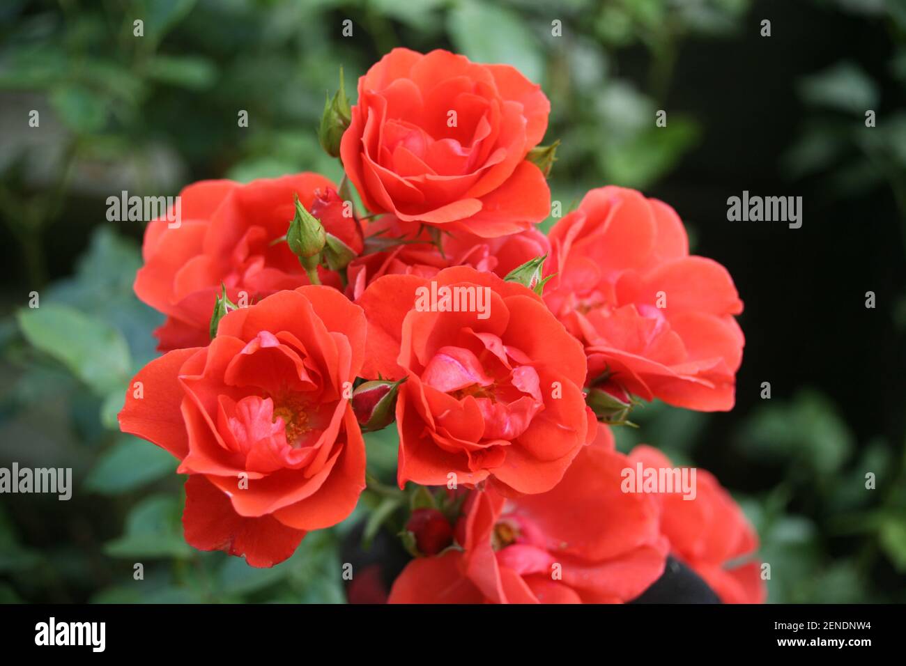 Rose multi hi-res stock photography and images - Alamy