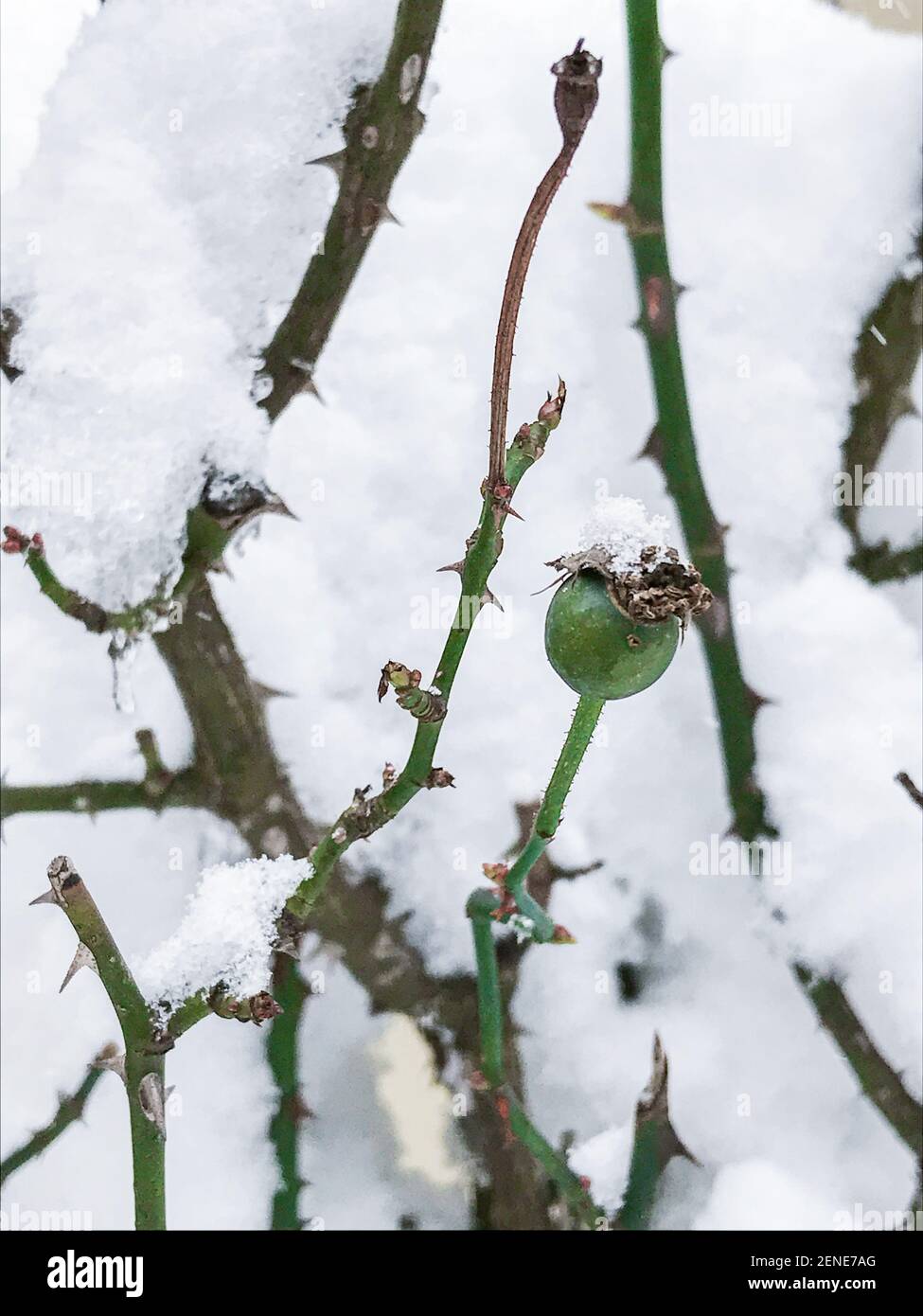 Frozen rose bud covered with snow, winter composition, snow falling ...