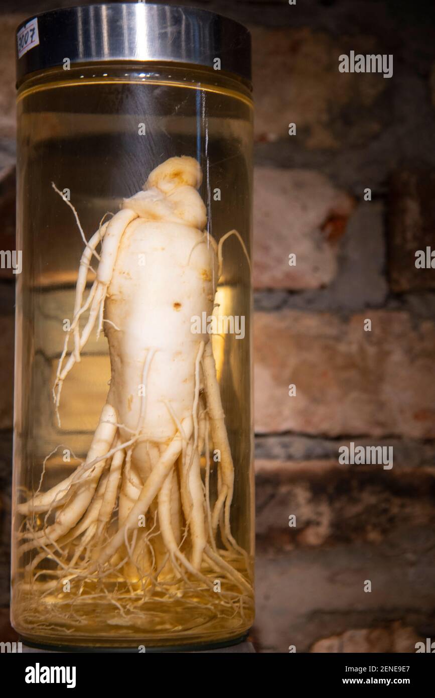 Ginseng root in an alcohol solution in a glass jar Stock Photo - Alamy