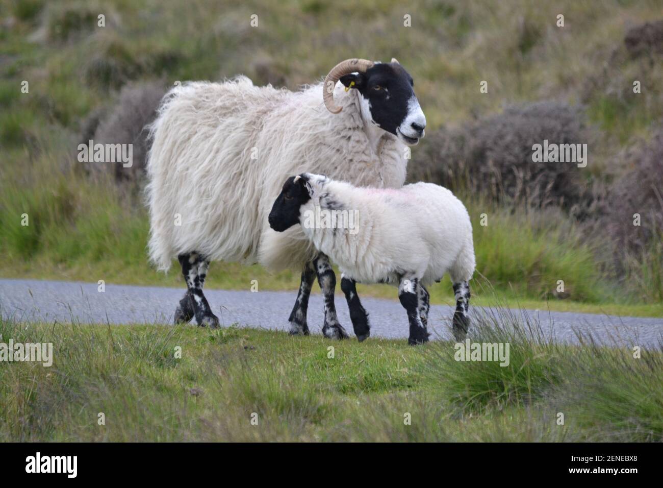 Wild Sheep And Lamb On North Yorkshire Moors - Countryside - Moorland ...