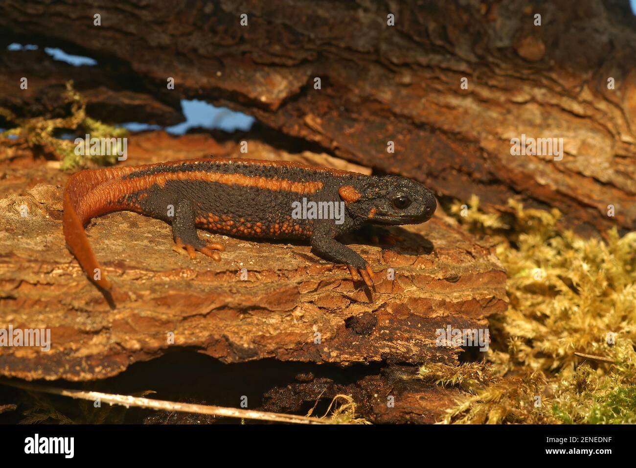 Closeup of the juvenile of an endangered Red-tailed Knobby Newt ...