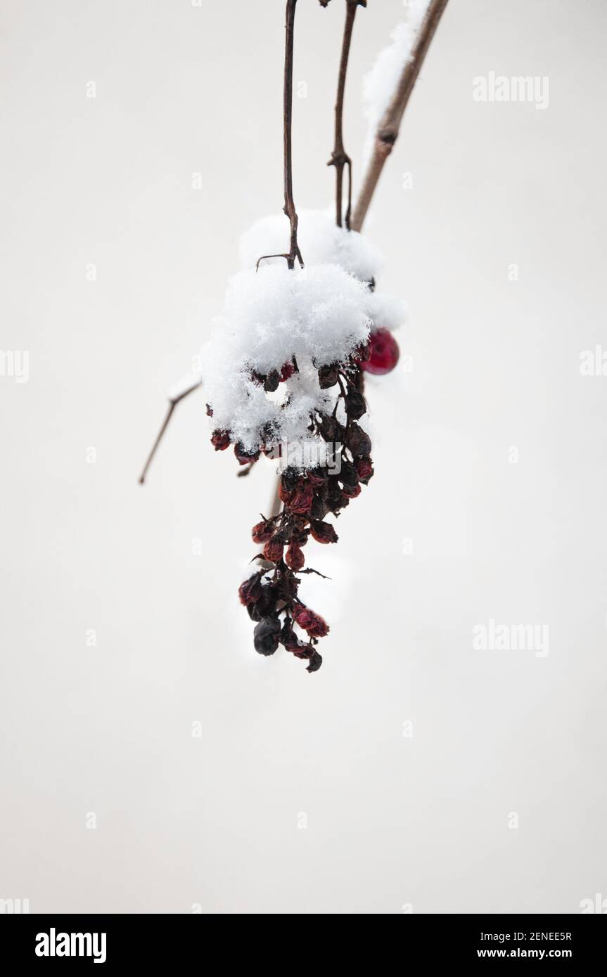 Frozen and dried grape vine covered with snow, close up, winter ...