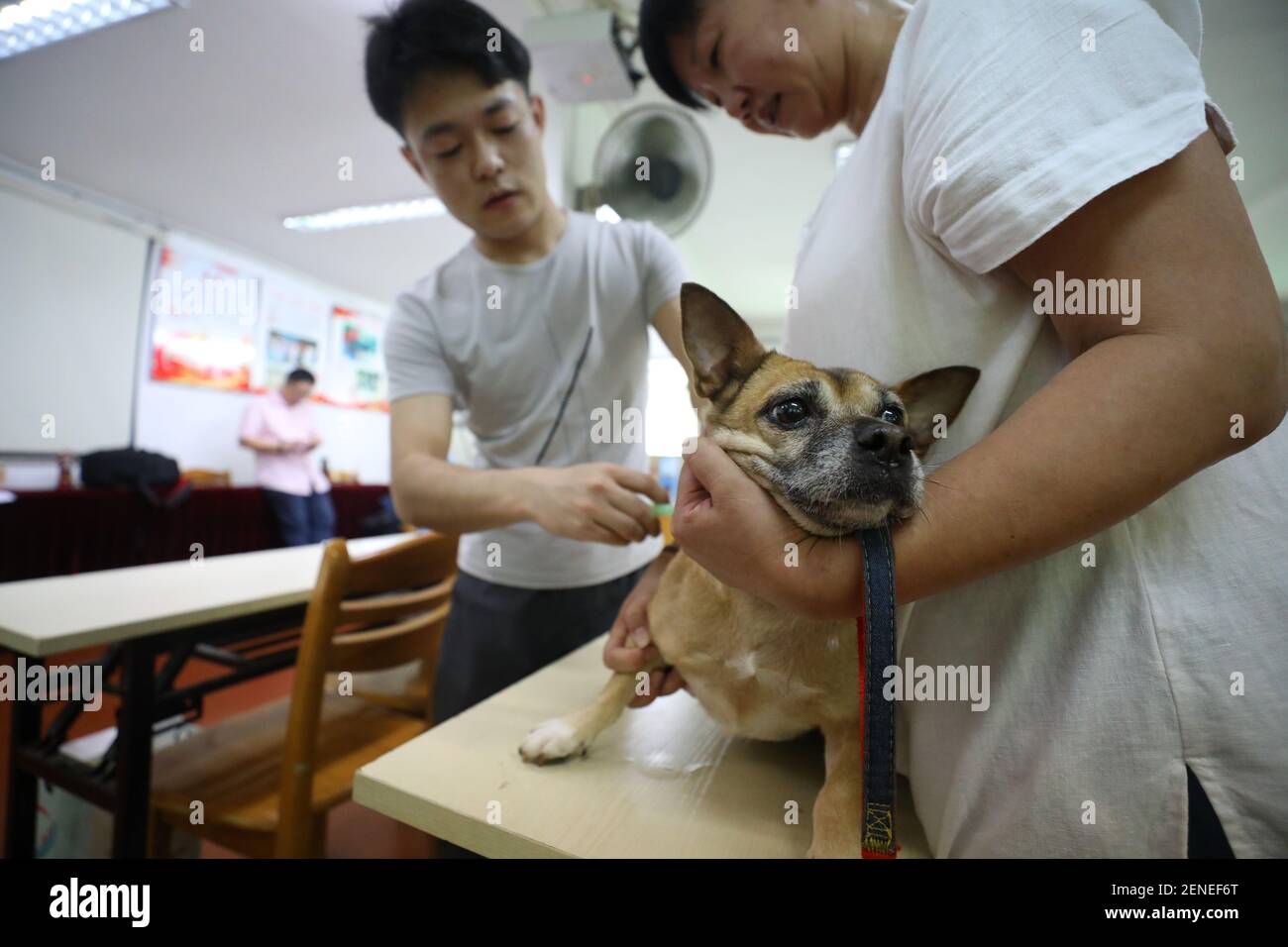 Does Chipping A Dog Hurt
