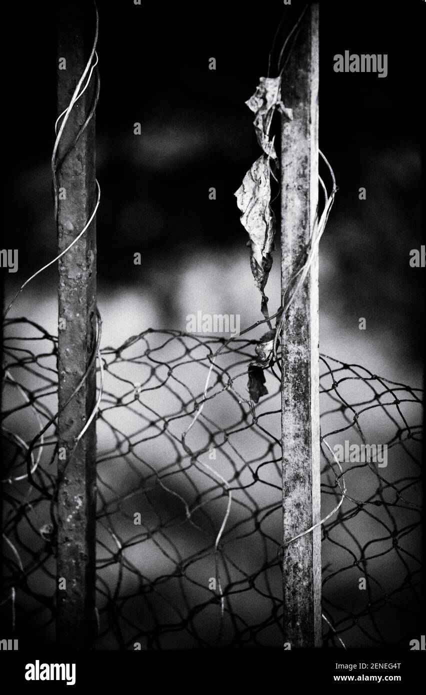 To dead poles hi-res stock photography and images - Alamy