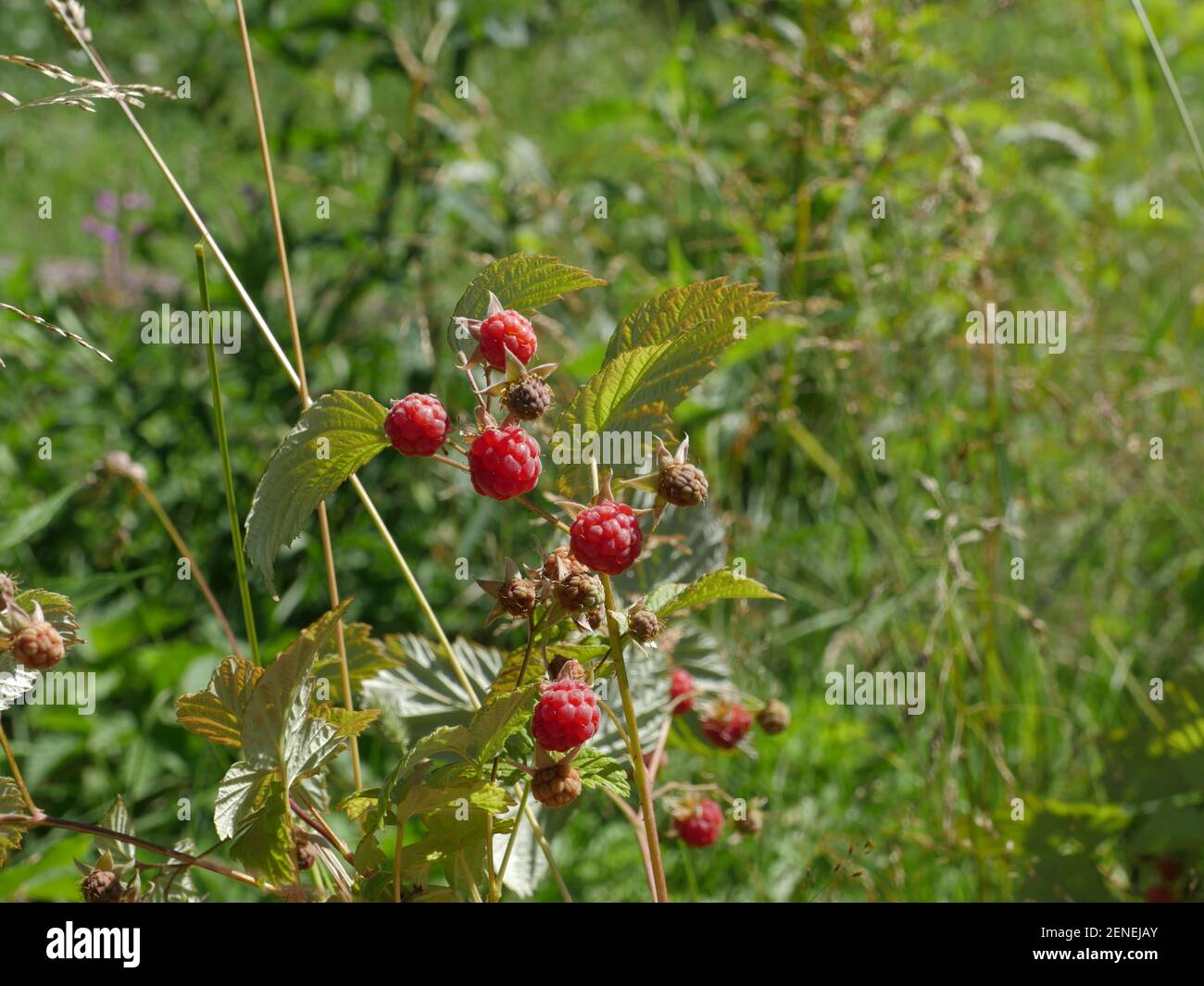 raspberries in nature ripe red berries illuminated by the summer sun ...