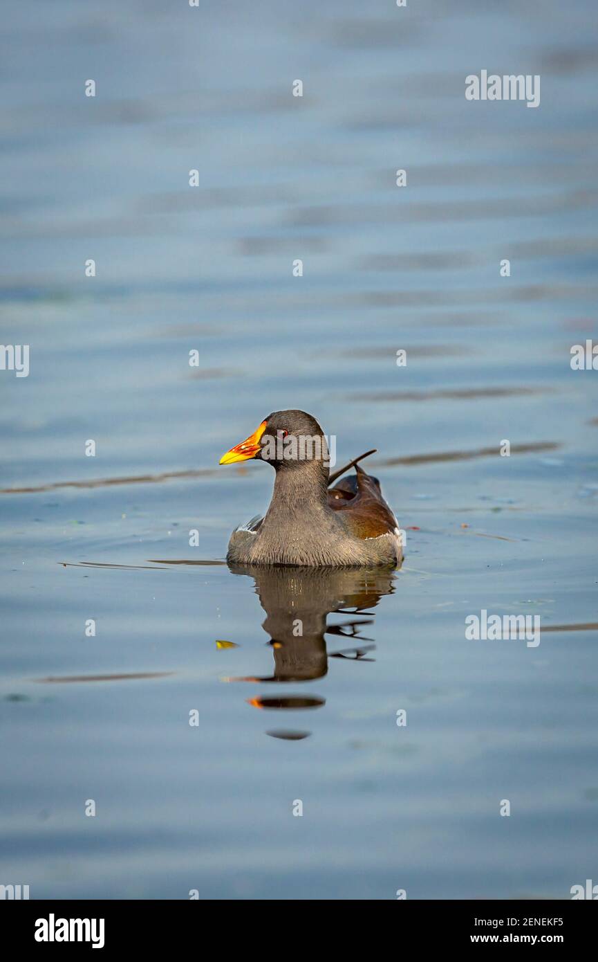 common moorhen or gallinula chloropus bird in wetland of keoladeo ...