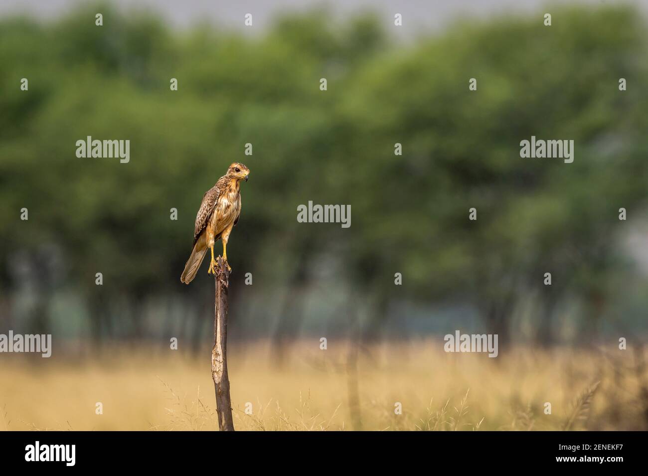 White-eyed or White eyed buzzard or Butastur teesa perched in natural ...