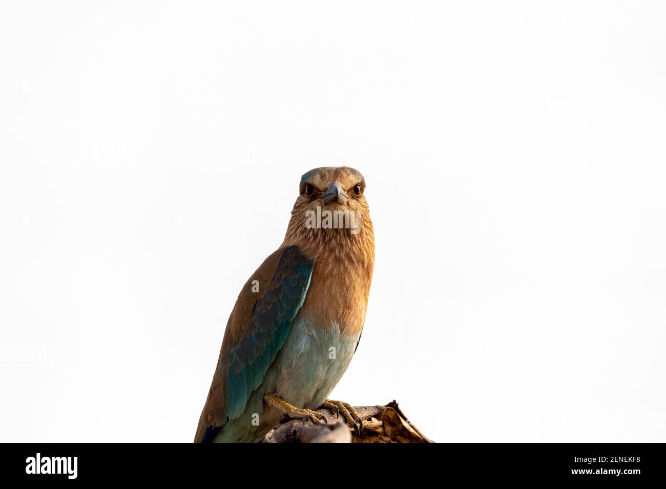 Angry bird with expression and eye contact in white background ...