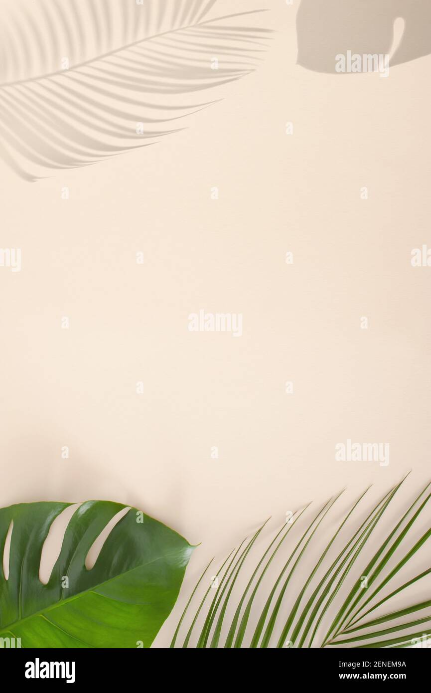 Tropical green palm leaves and shadows over pastel beige color ...