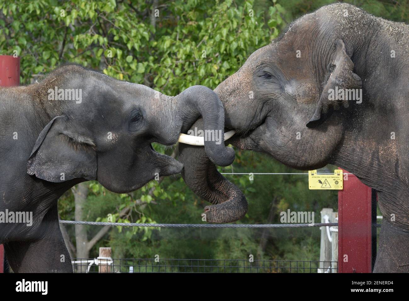 Sumatran Elephant Habitat