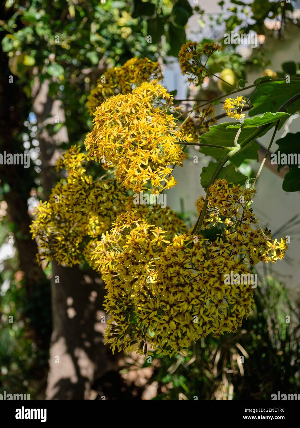 Roldana petasitis hi-res stock photography and images - Alamy