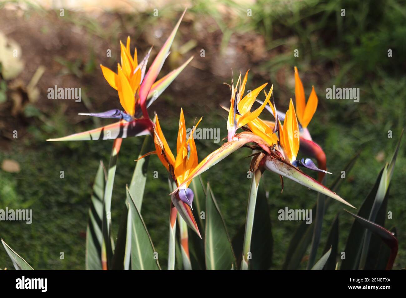 Bird of Paradise flowers (Strelitzia reginae Stock Photo - Alamy